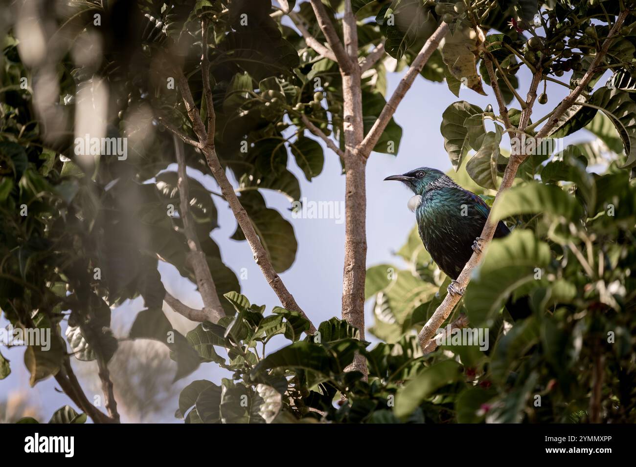 New zealand branch hi-res stock photography and images - Alamy