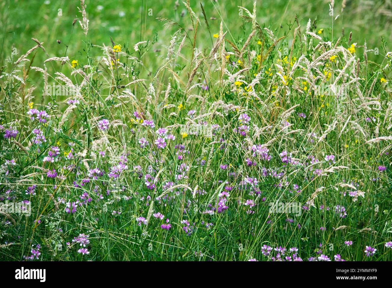 Uncut meadow in June, a mix of wildflowers, tall grasses, and Purple ...