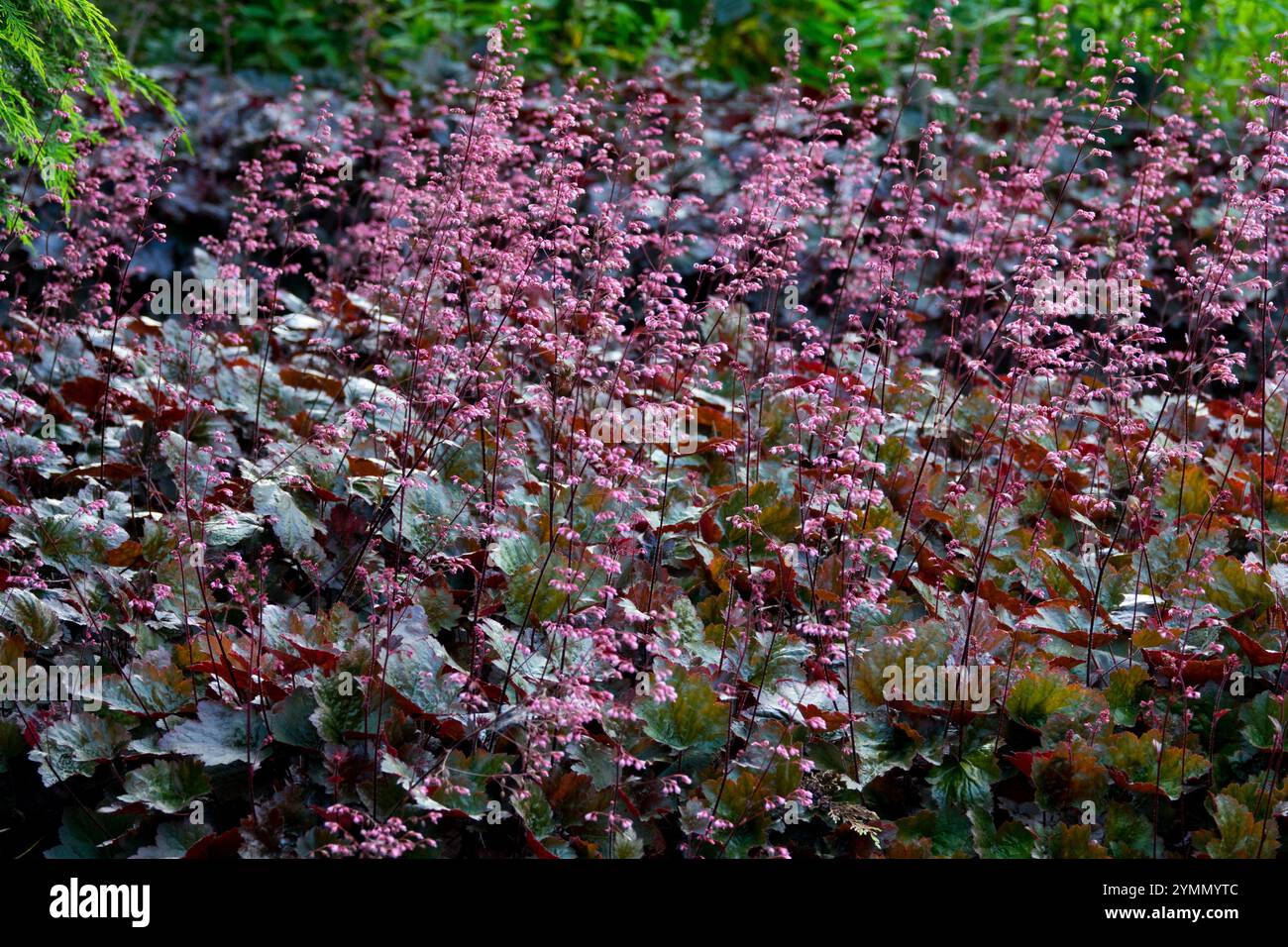 Flower Coral Bells Flowers Blooming Blooms Flowering In June Bloom ...
