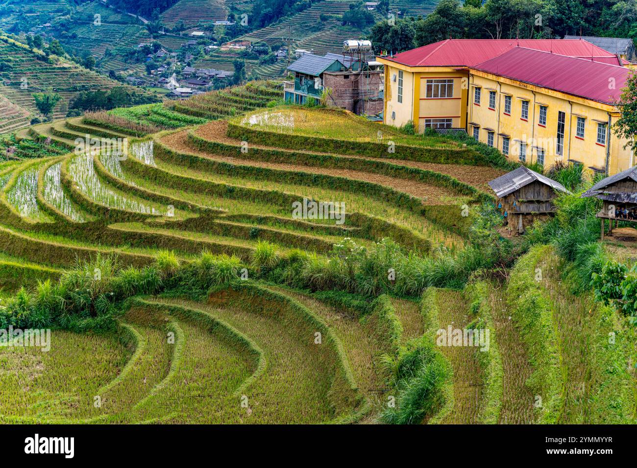 Breathtaking view of vibrant rice terraces cascading down the hills ...