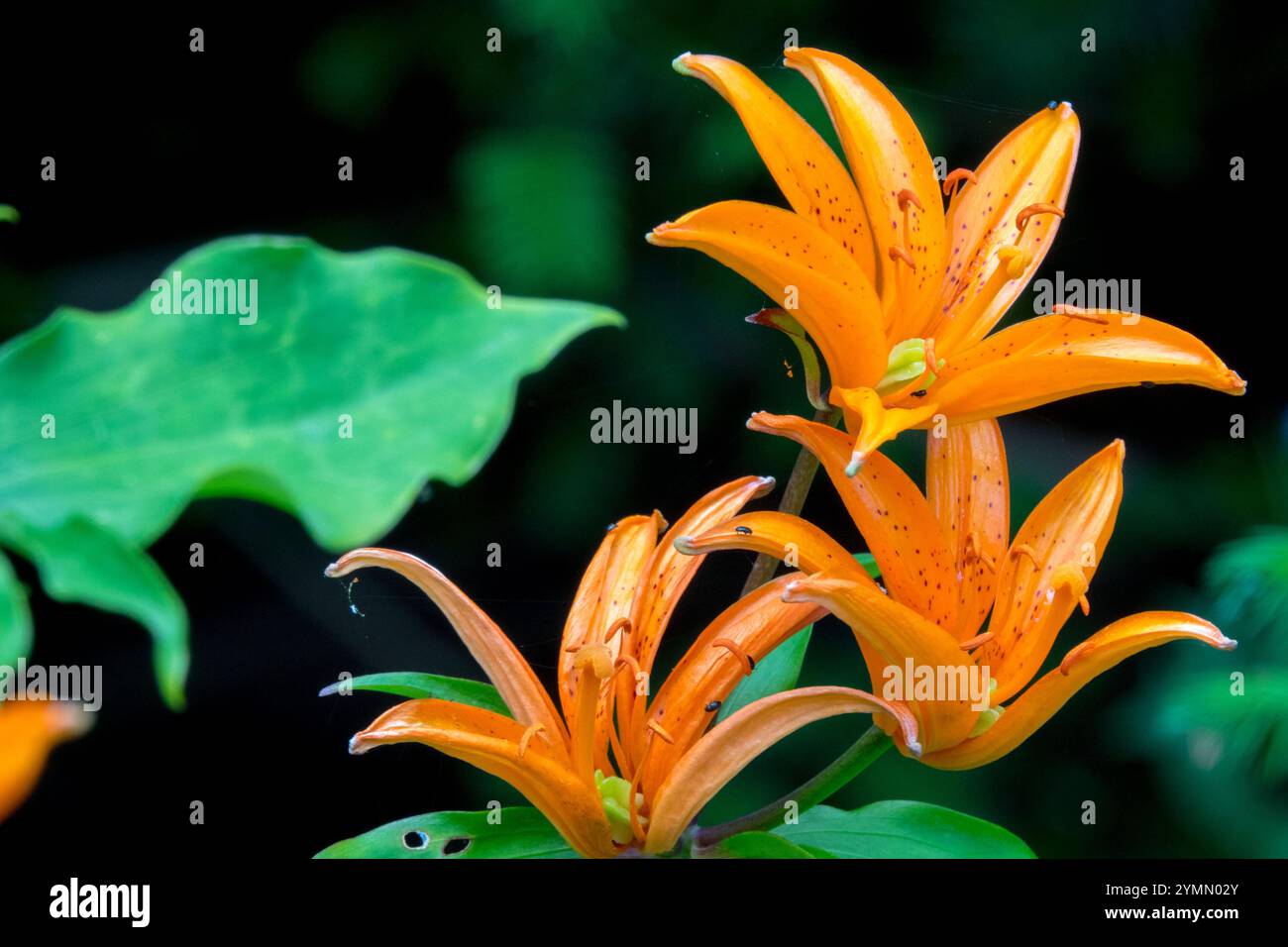 Lilium bulbiferum croceum Orange Fire Lily Jimmy's Bane Tige St John's ...