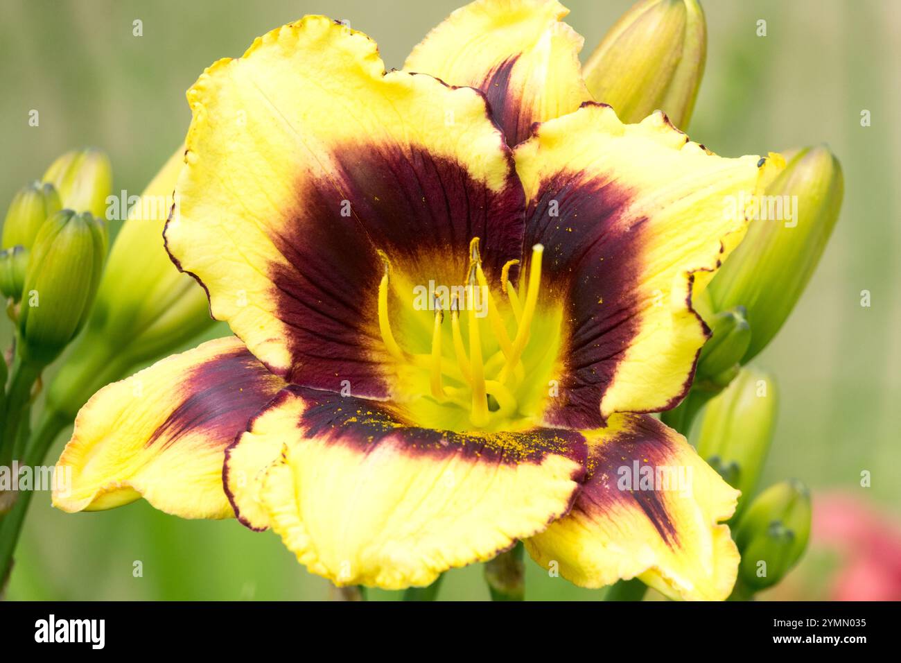 Daylily flower Hemerocallis "Hanakian Dance Stock Photo - Alamy