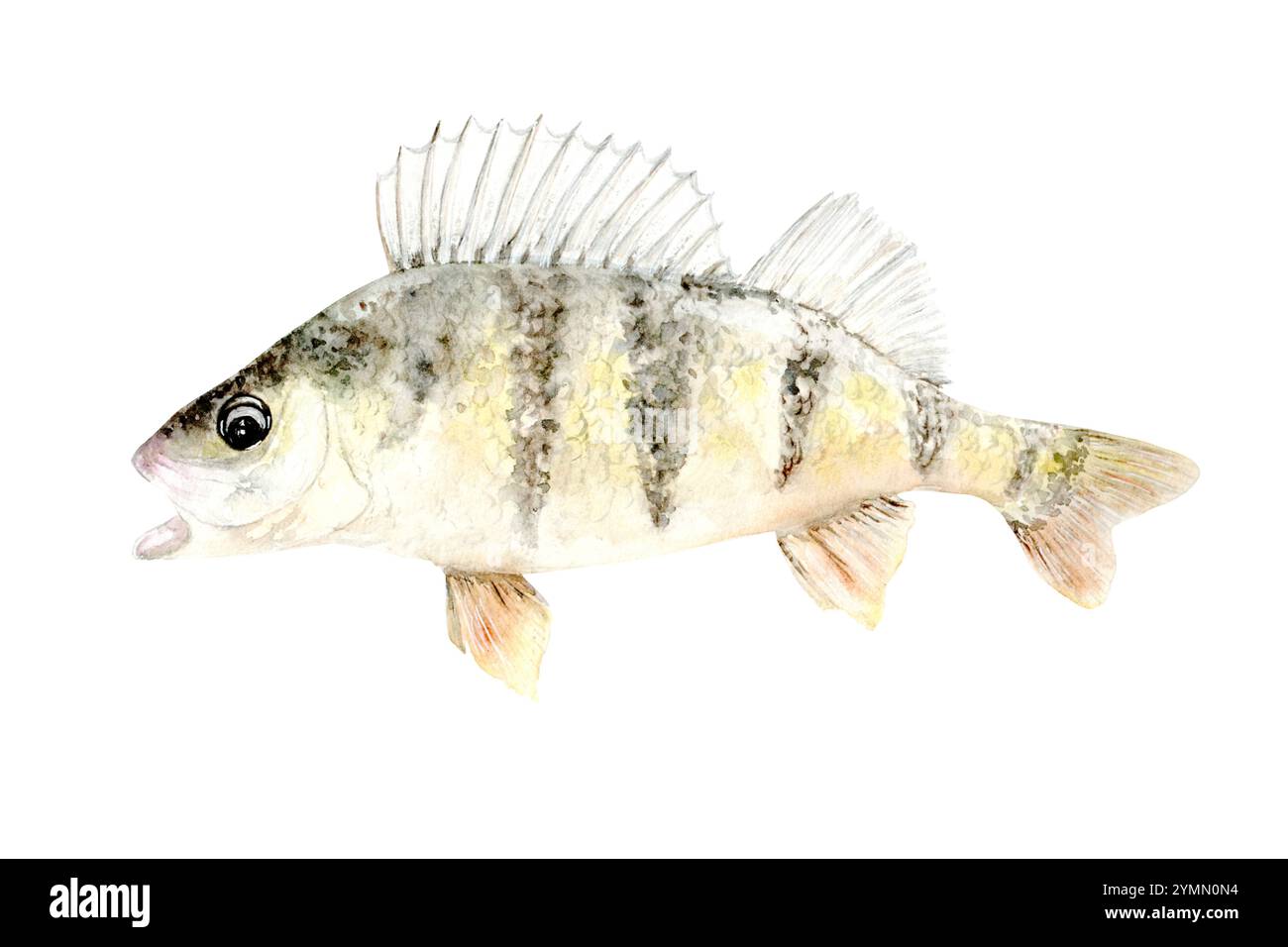 Image of a River Perch on a white background. Watercolor illustration ...