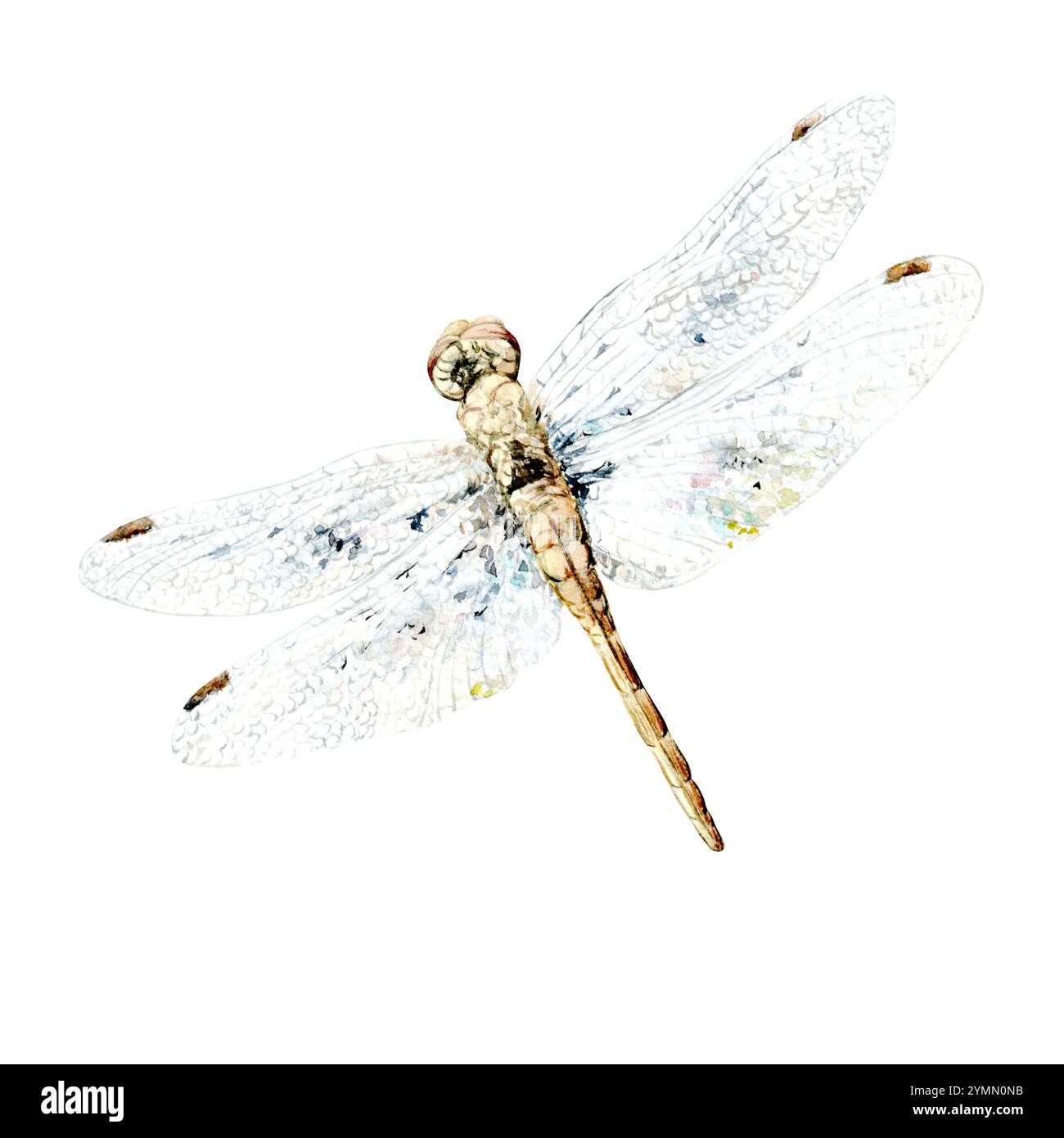 Insect Dragonfly. Watercolor illustration hand drawn. Element of ...