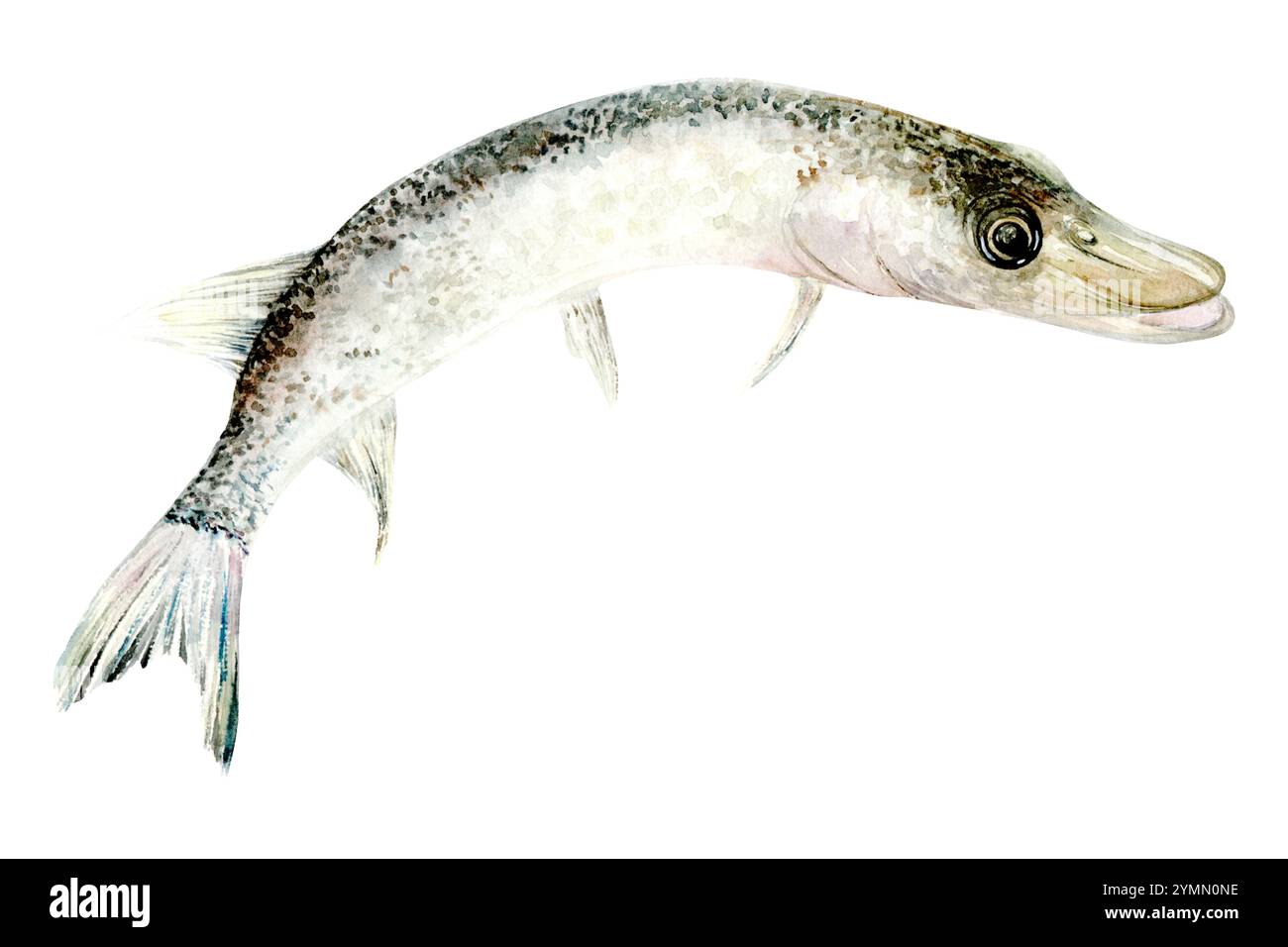 Image of the Rainbow fish Pike on a white background. Watercolor ...