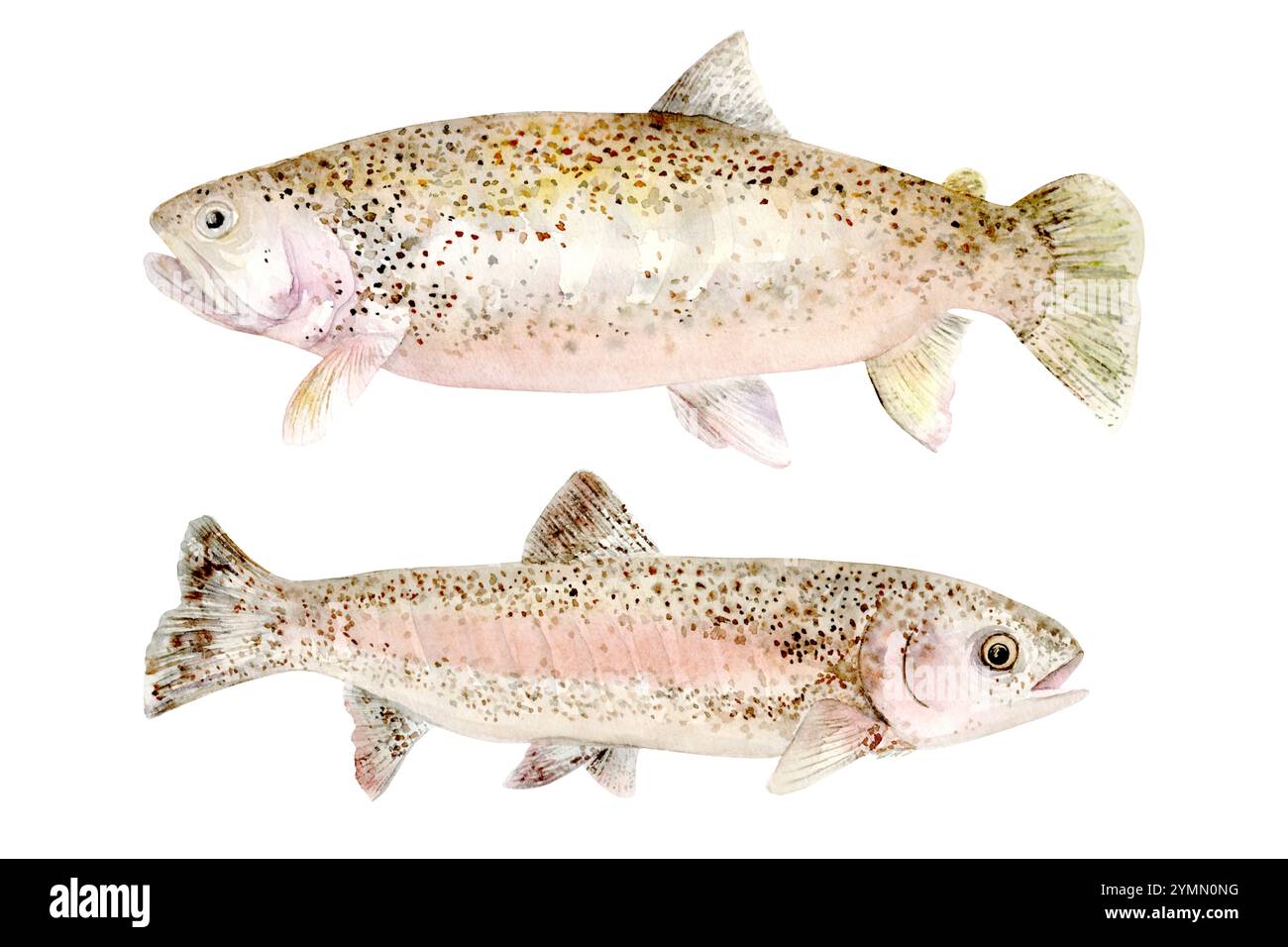 A set of isolated images of Rainbow Trout. Watercolor illustration ...
