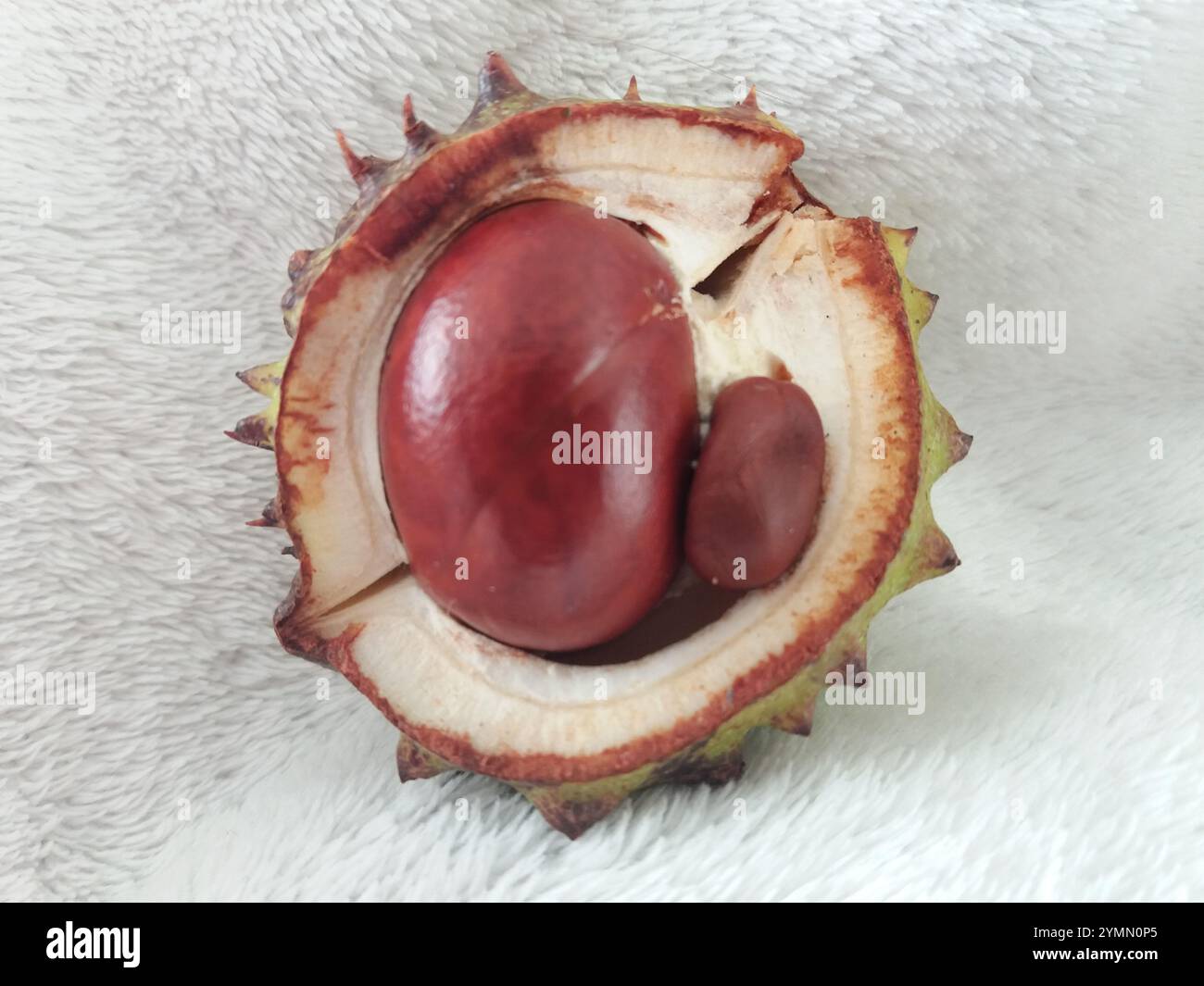 Conkers Horse Chestnut In Shell Stock Photo - Alamy