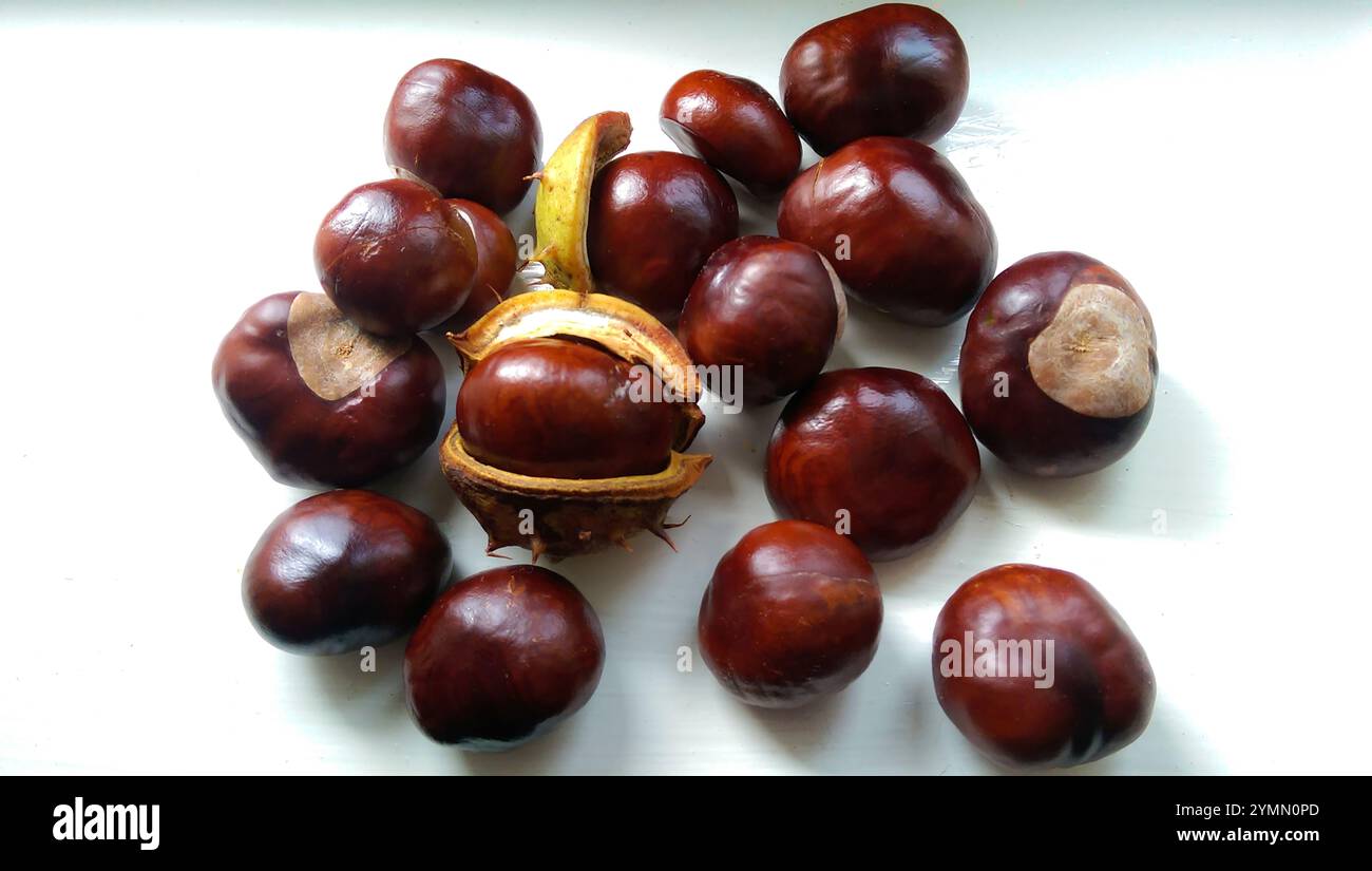 Conkers White Background Horse Chestnuts Stock Photo - Alamy