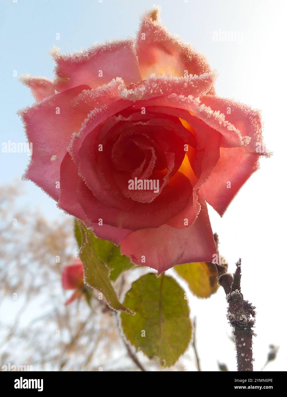 Frosty pink hi-res stock photography and images - Alamy