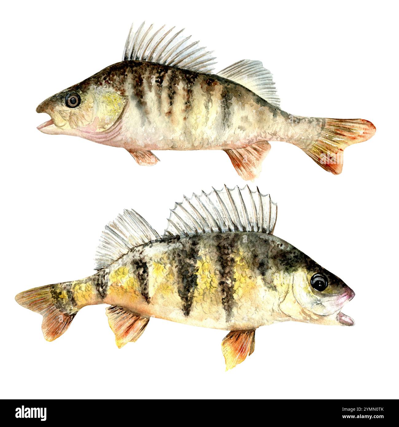 Image of a River Perch on a white background. Watercolor illustration ...