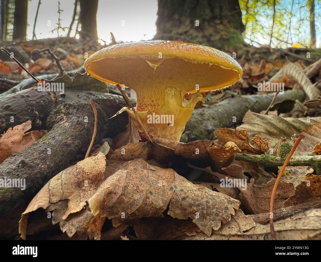 Suillus grevillei is edible and delicious forest mushroom Stock Photo ...