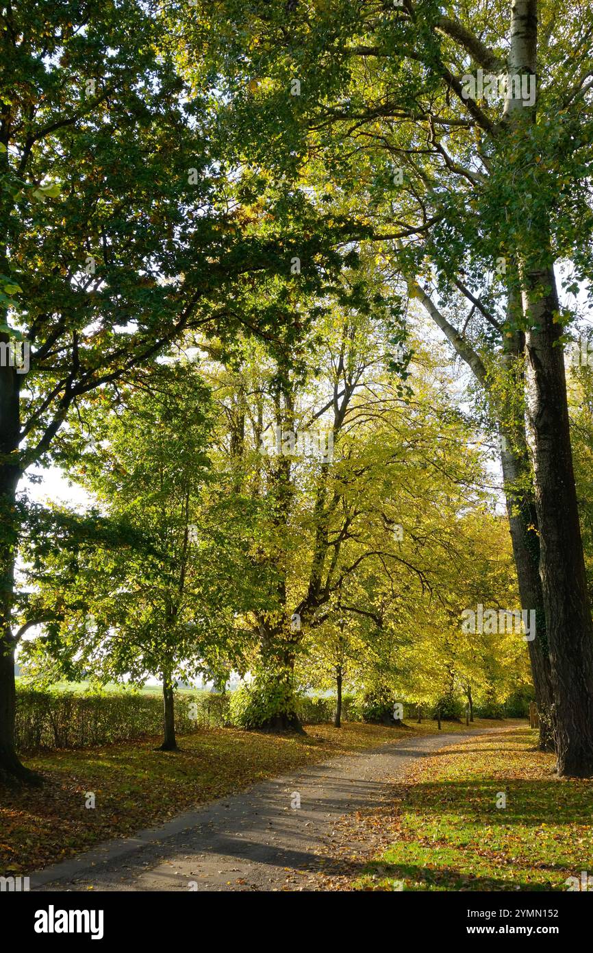 A pathway between some beautiful tall trees with autumn Stock Photo - Alamy