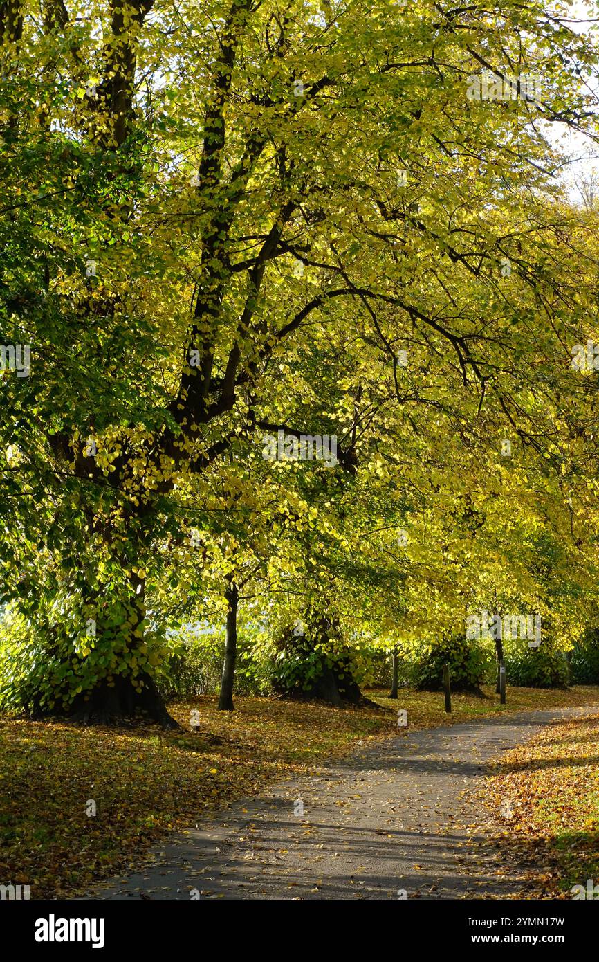A pathway between some beautiful tall trees with autumn Stock Photo - Alamy