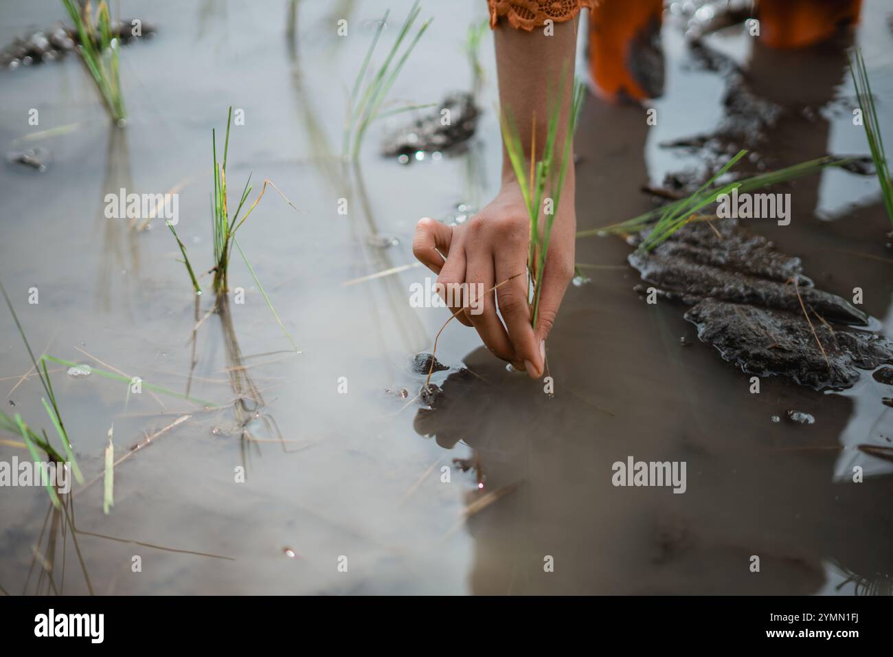 Hand Planting Rice in a Waterlogged Field, Showcasing Traditional ...