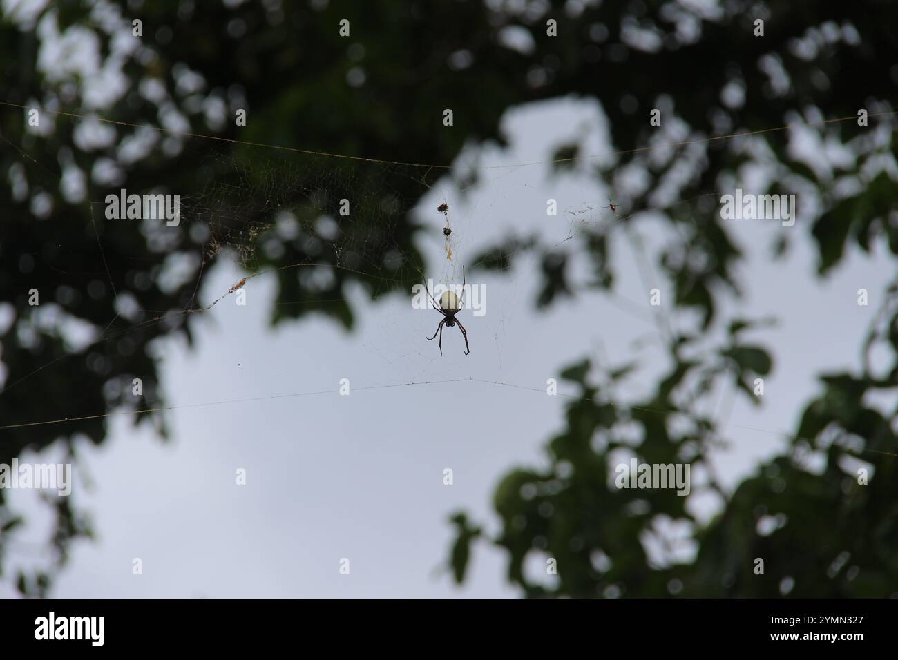 Oceanía ozeanien hi-res stock photography and images - Alamy