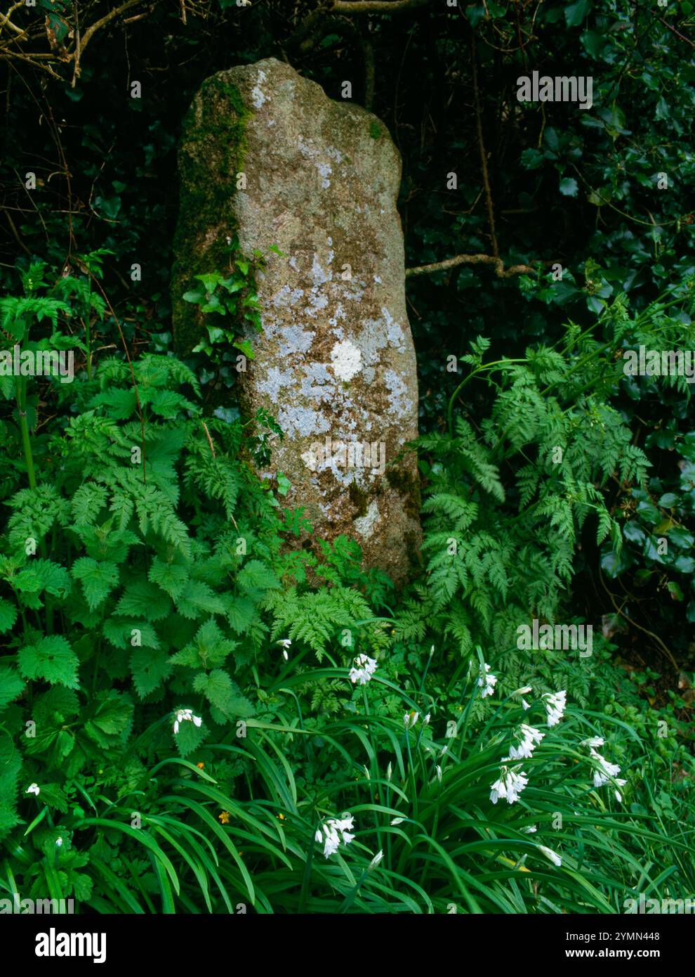 Bleu Bridge Early Christian inscribed memorial stone, Gulval, Penzance ...