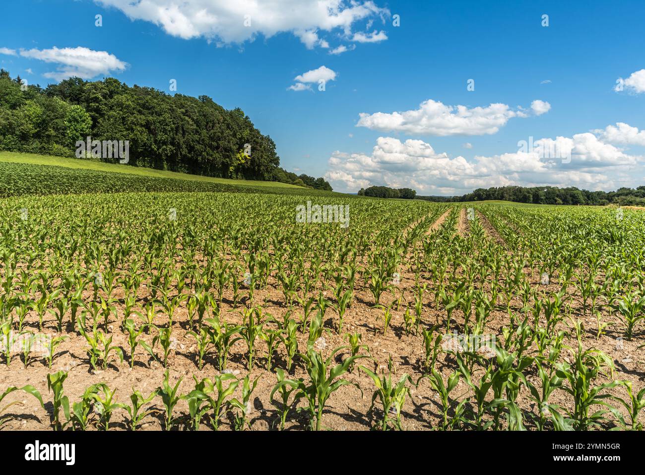 Young maize plants (Zea mays) are growing on a field, Canton of Thurgau ...