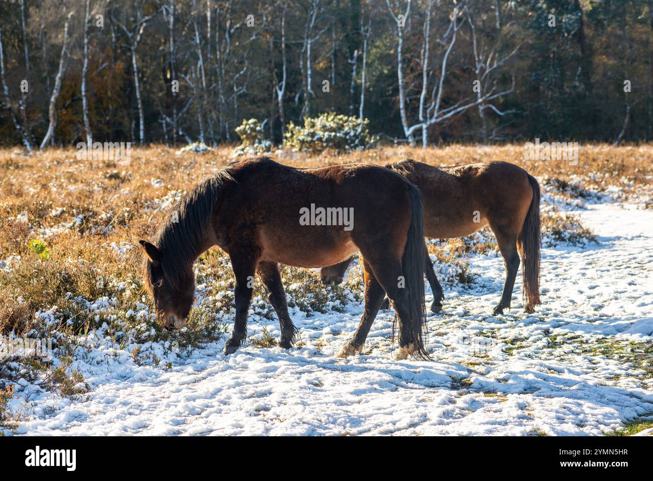 Telegraph Hill, Bramshaw, New Forest, Hampshire, England, UK, 22nd ...