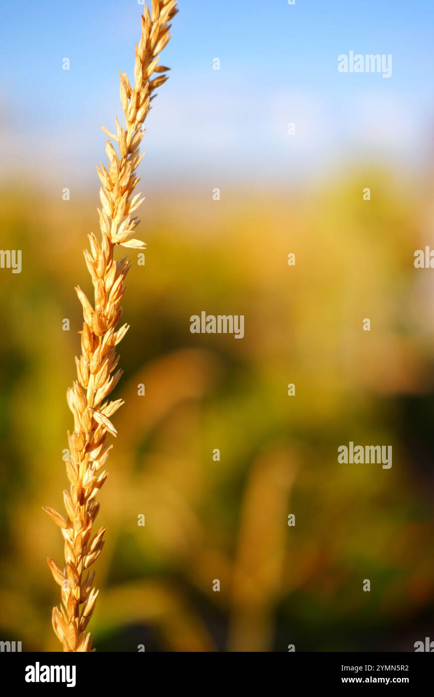 Corn paddy close up in a corn farm with blur background Stock Photo - Alamy