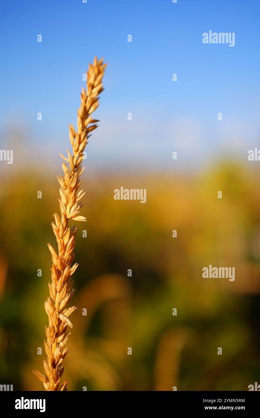 Corn paddy close up in a corn farm with blur background Stock Photo - Alamy