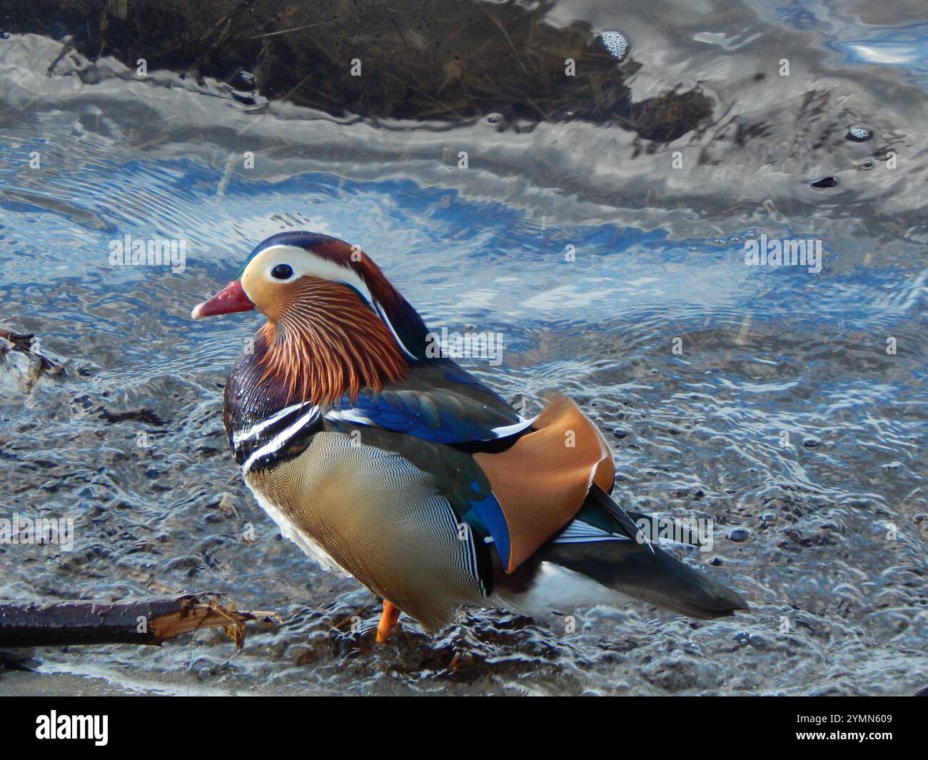 Duck pose hi-res stock photography and images - Alamy