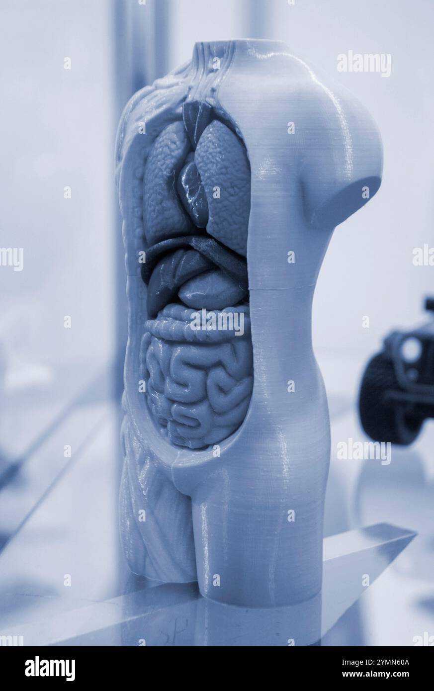 Model of human body with internal organs printed on 3D printer. Object ...