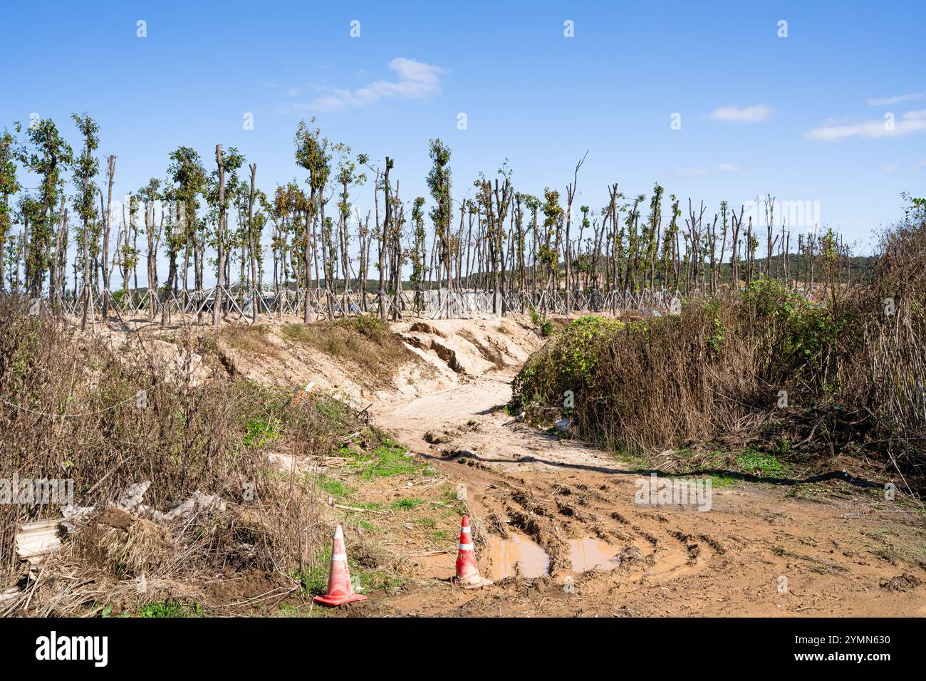trees planted to prevent soil erosion Stock Photo - Alamy