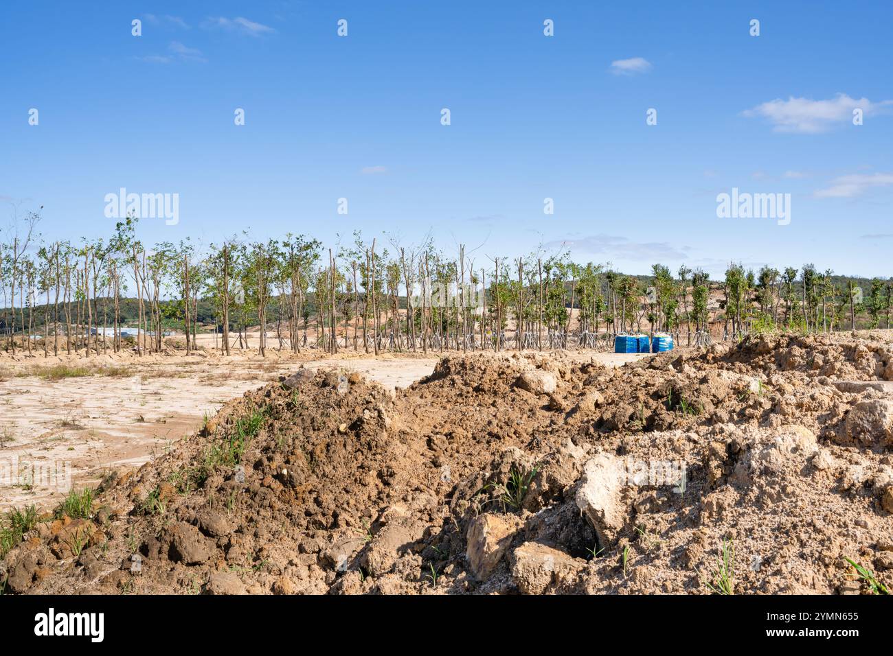 trees planted to prevent soil erosion Stock Photo - Alamy