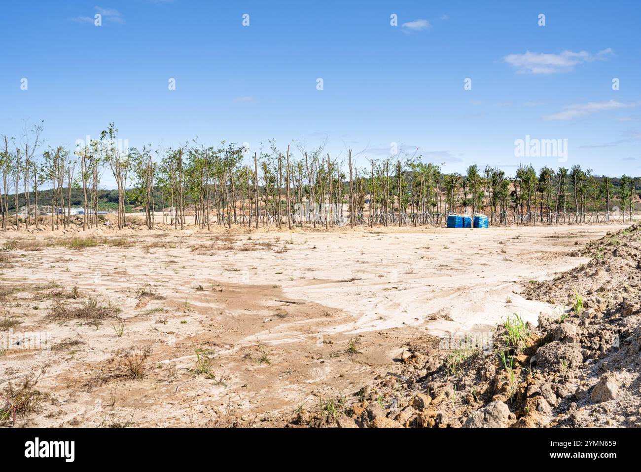 trees planted to prevent soil erosion Stock Photo - Alamy
