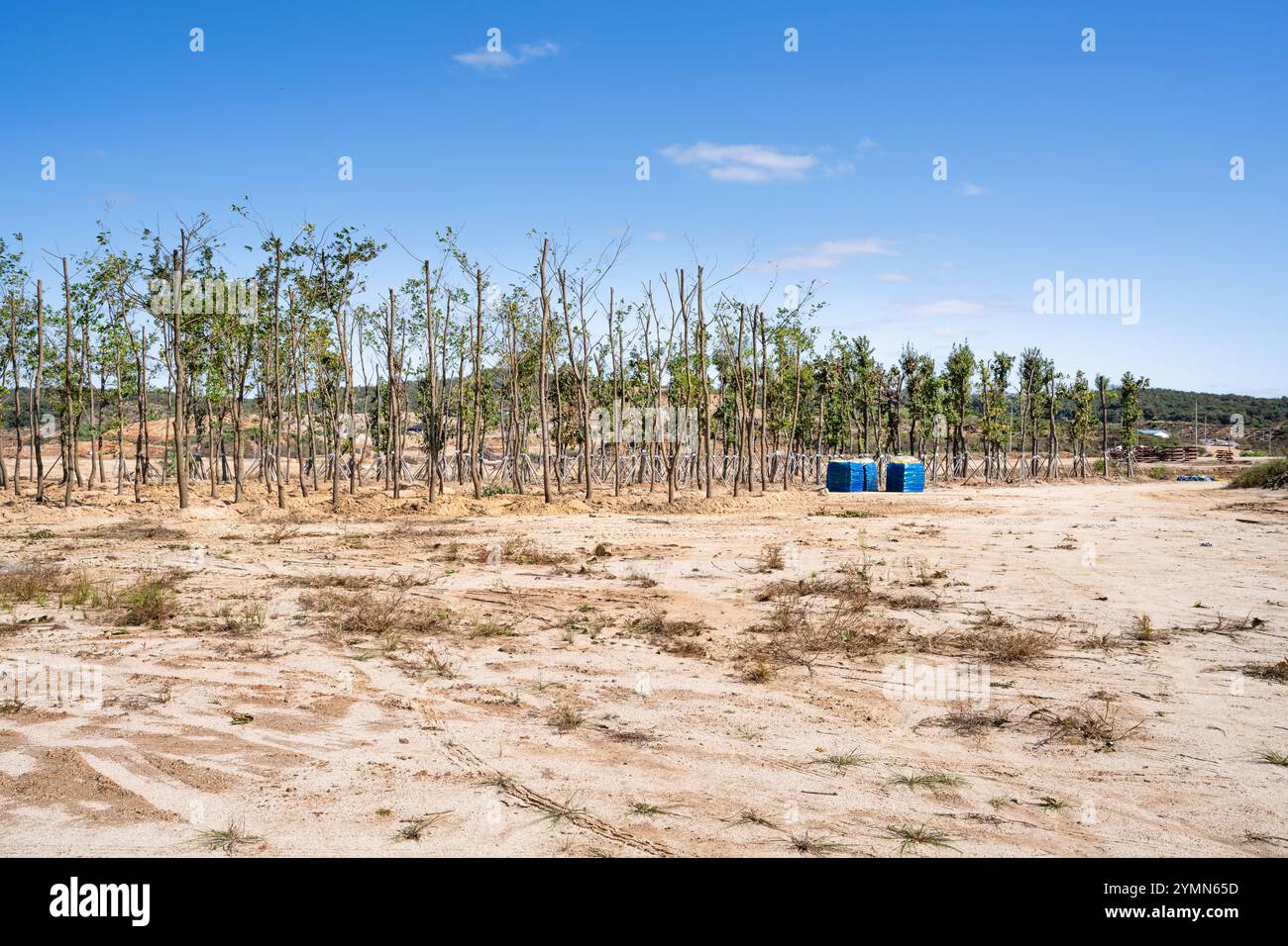 trees planted to prevent soil erosion Stock Photo - Alamy