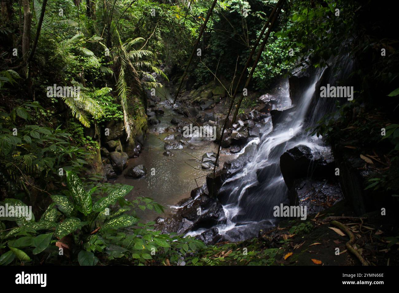 Jungle Falls in the wilderness of Indonesia, Bali Stock Photo - Alamy