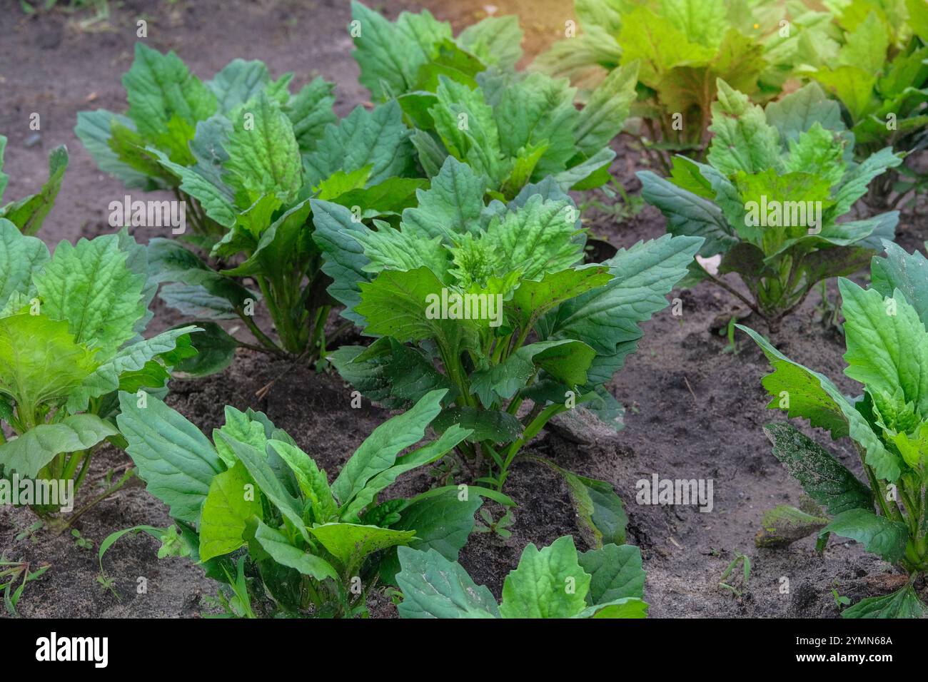 Seedlings of aster flowers in cottage garden. Green aster seedling are ...