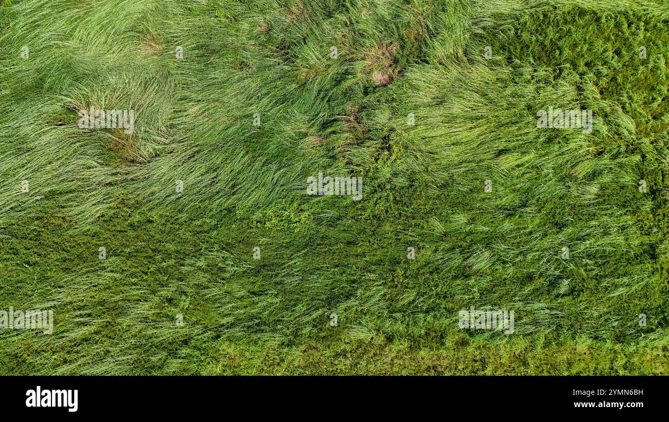 Aerial view of Green grass background Stock Photo - Alamy