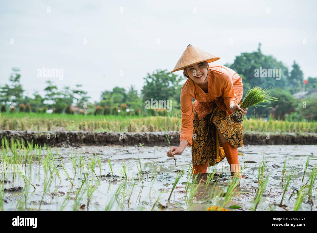 Traditional Rice Farming in Lush Green Fields A Beautiful Agricultural ...