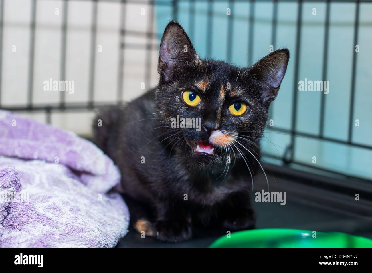 A mysterious black cat with striking yellow eyes is comfortably sitting ...