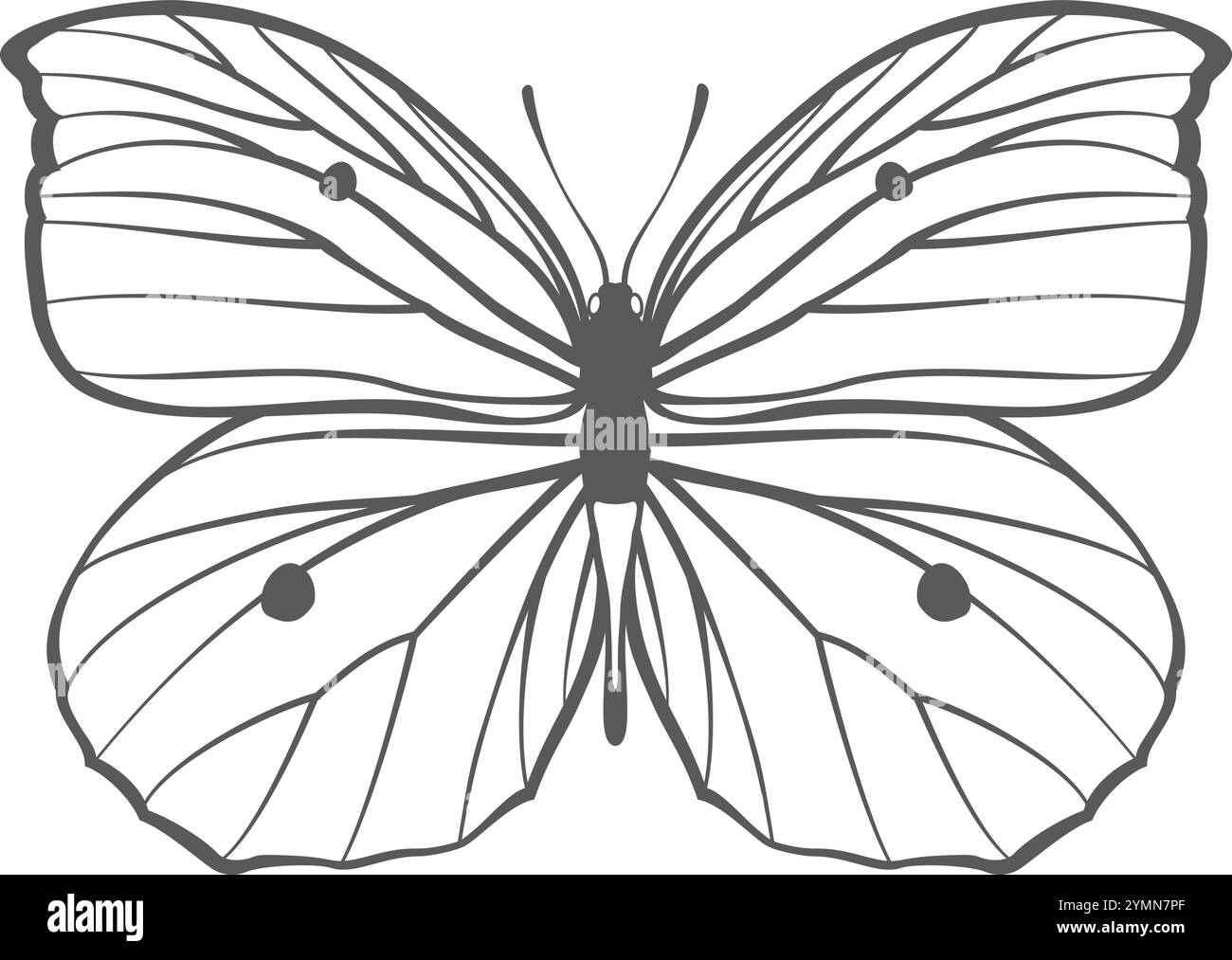 Butterfly line drawing. Flying insect black contour isolated on white ...