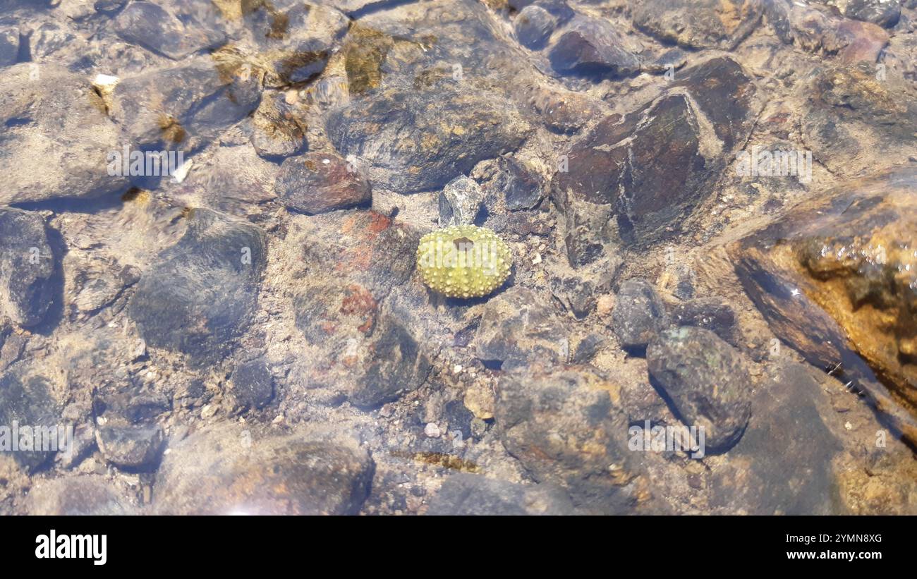 Shallow clear water at the beach with a shell hi-res stock photography ...