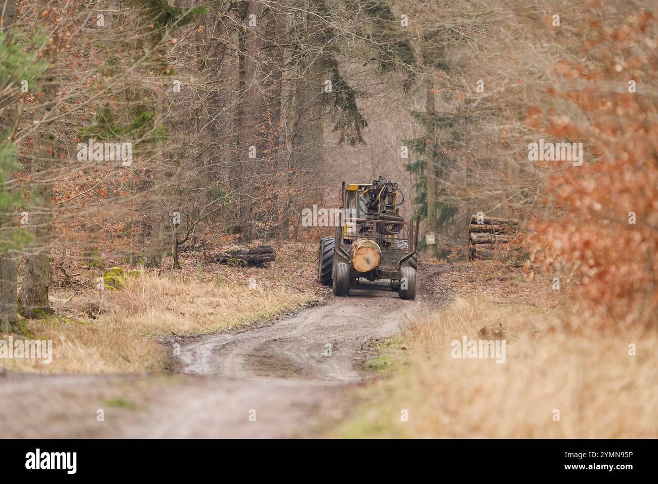 Europe timber industry hi-res stock photography and images - Alamy