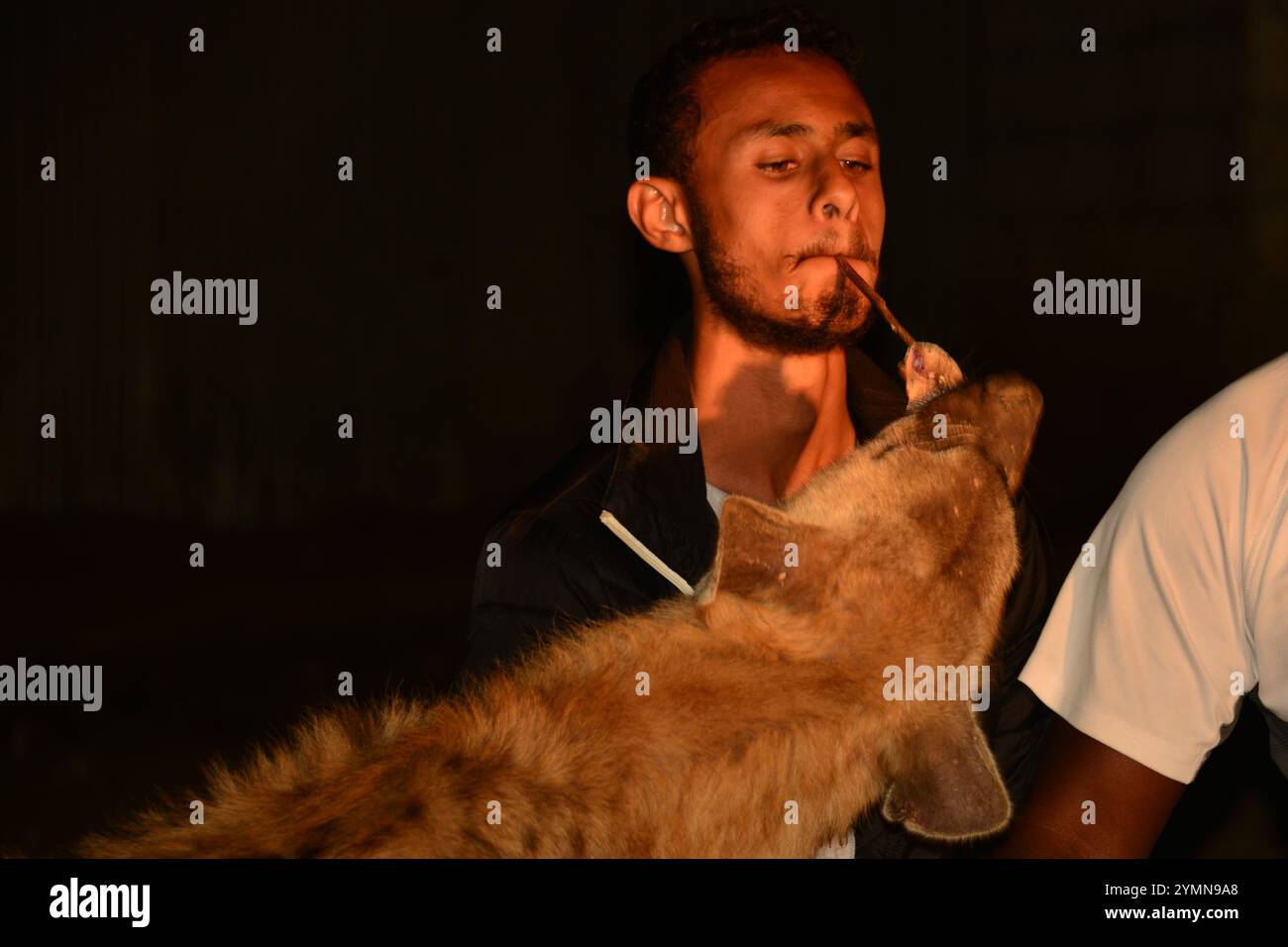 ETHIOPIA,HARAR,Every day at sunset the hyenas are fed raw meat Stock ...