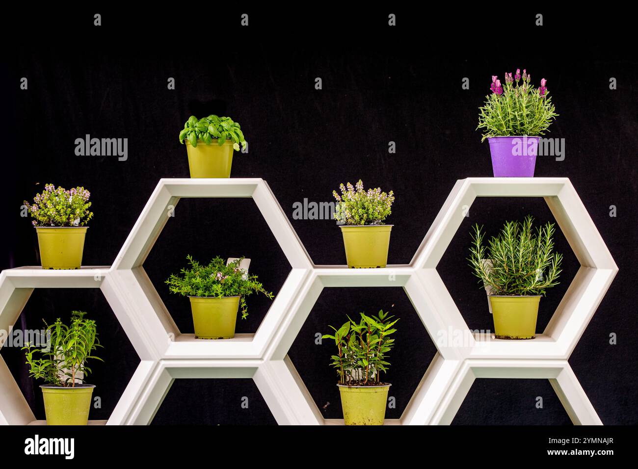 Stylish Hexagonal Shelves with Potted Plants for Home Deco Stock Photo ...
