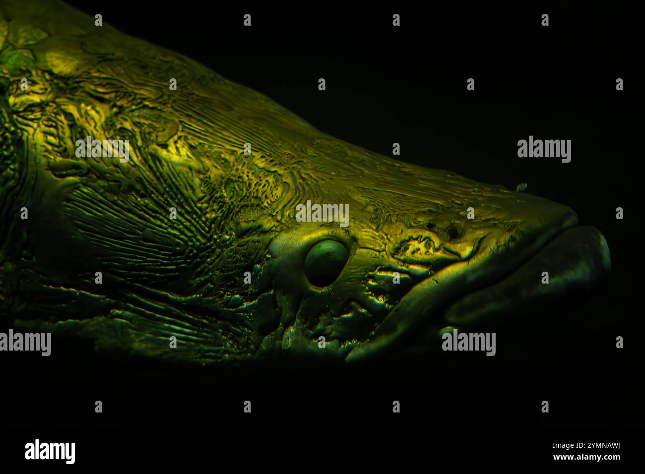 Giant Arapaima - Arapaima gigas, portrait of iconic fish called living ...