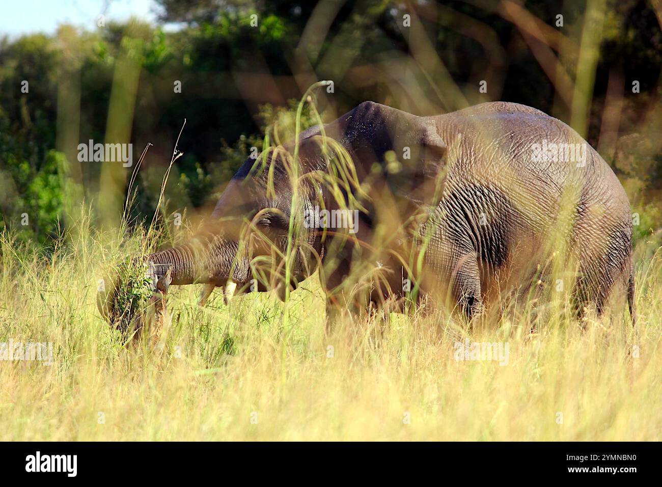 Baby elephant playfully raising its trunk through the grass, showcasing ...