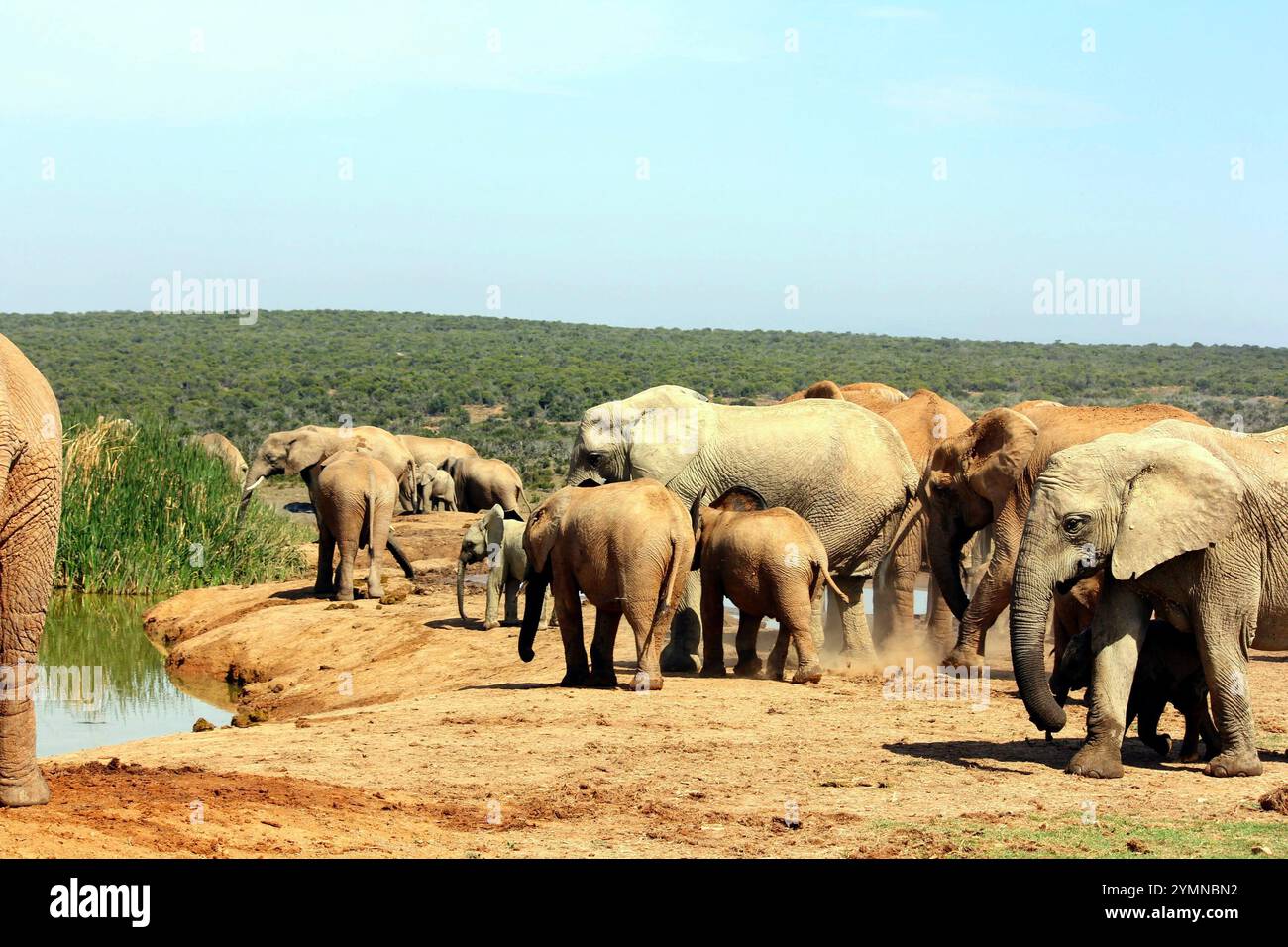 Elephants gather around a watering hole in Kruger National Park, South ...