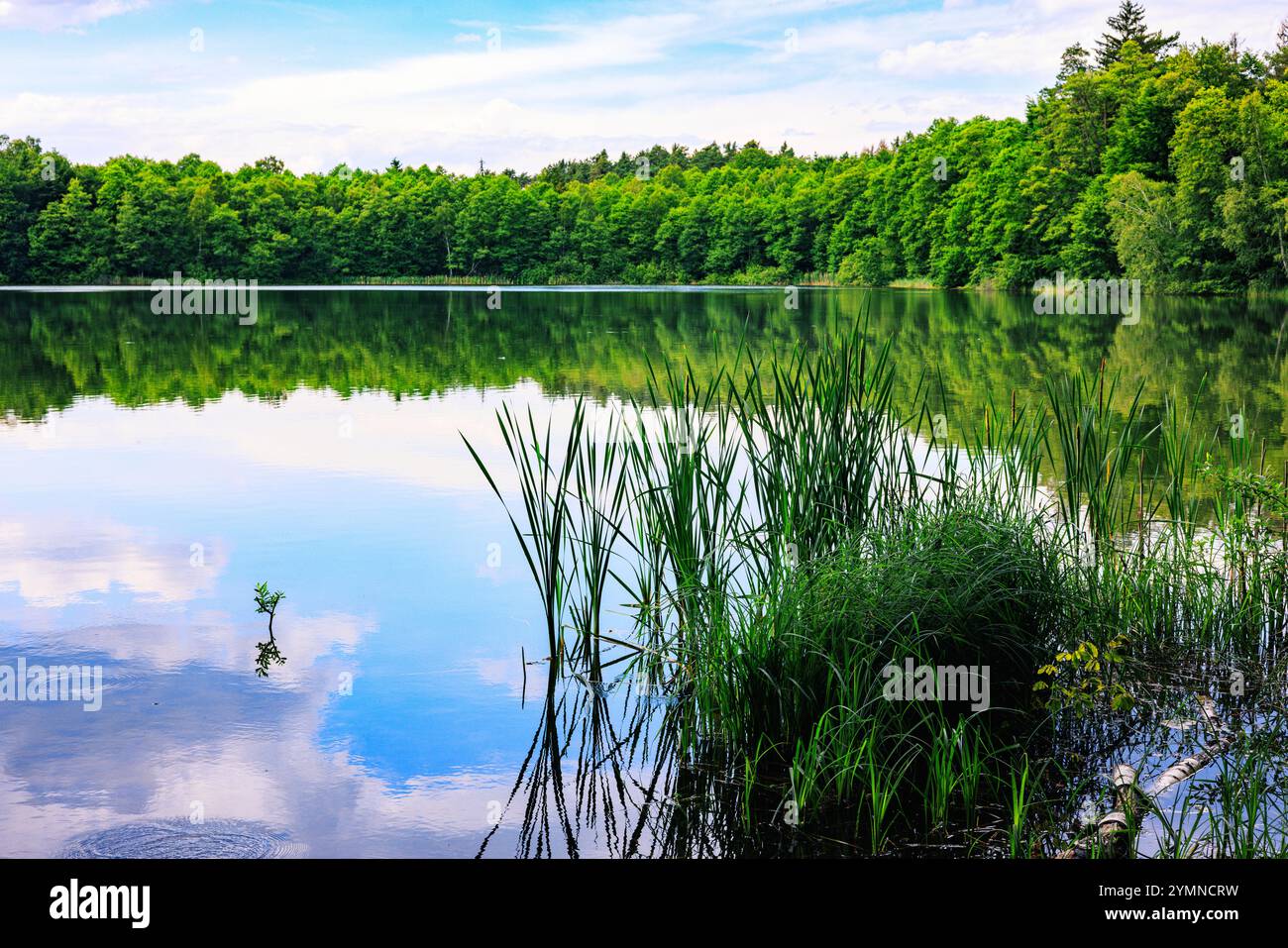 Mirror-like surface of a forest lake with reeds in the foreground. Sky ...
