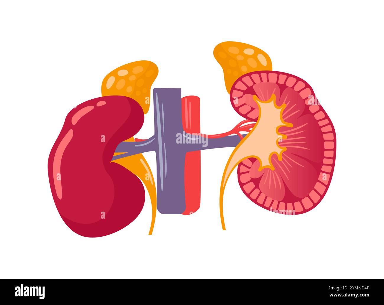 Human kidneys structure, adrenal glands, veins and arteries. Vector ...