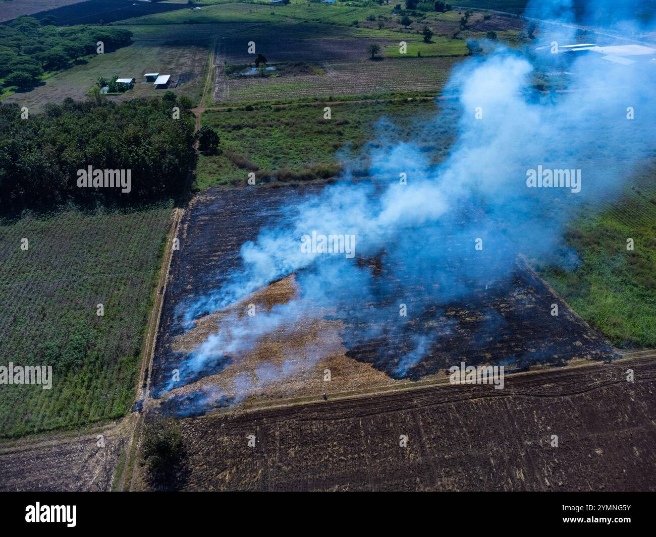Aerial view of farmers burning corn residue after harvest. Corn field ...
