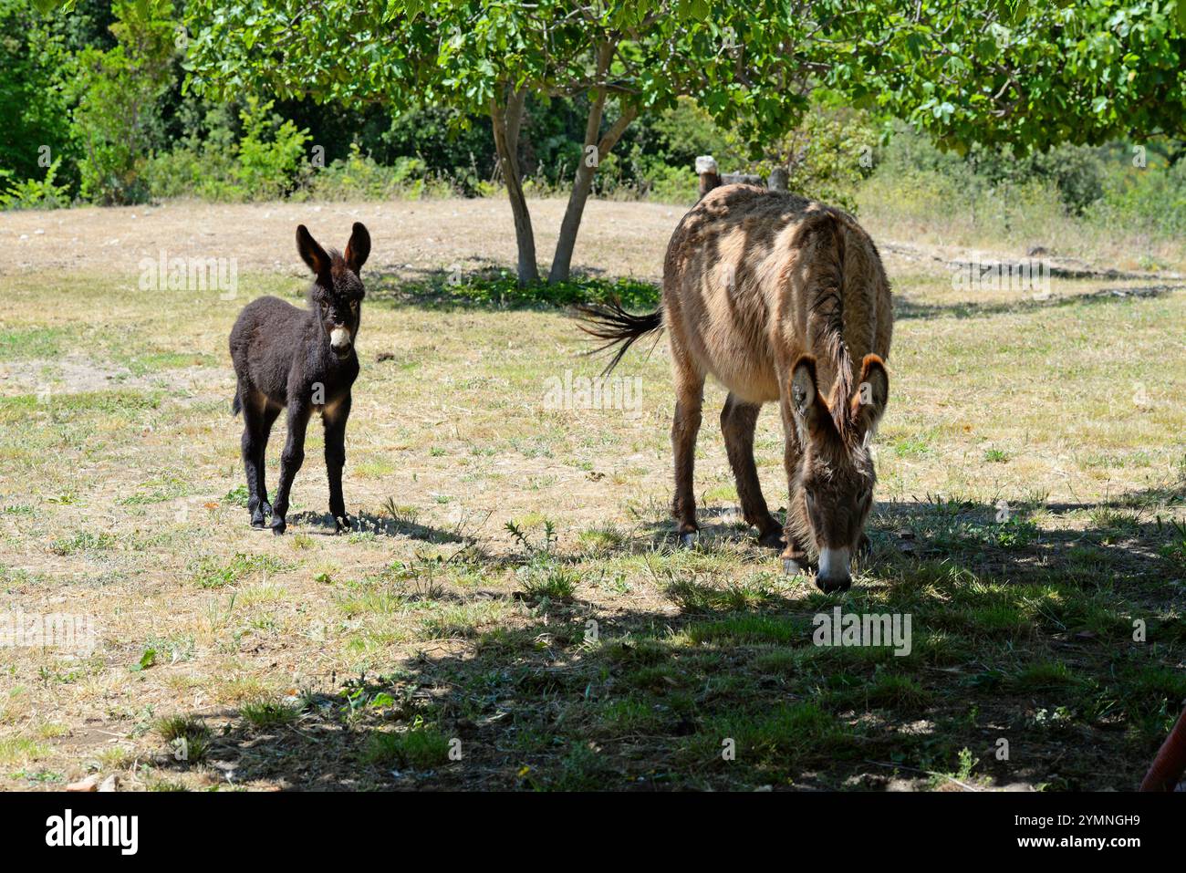 Donkey family hi-res stock photography and images - Alamy