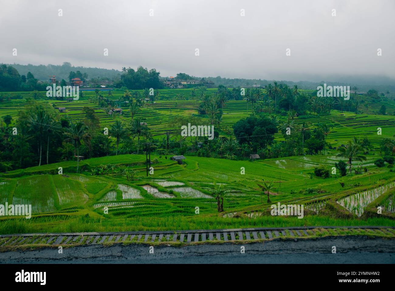 Aerial view of Mancingan rice fileds in Mancingan village, Ubud, Bali ...