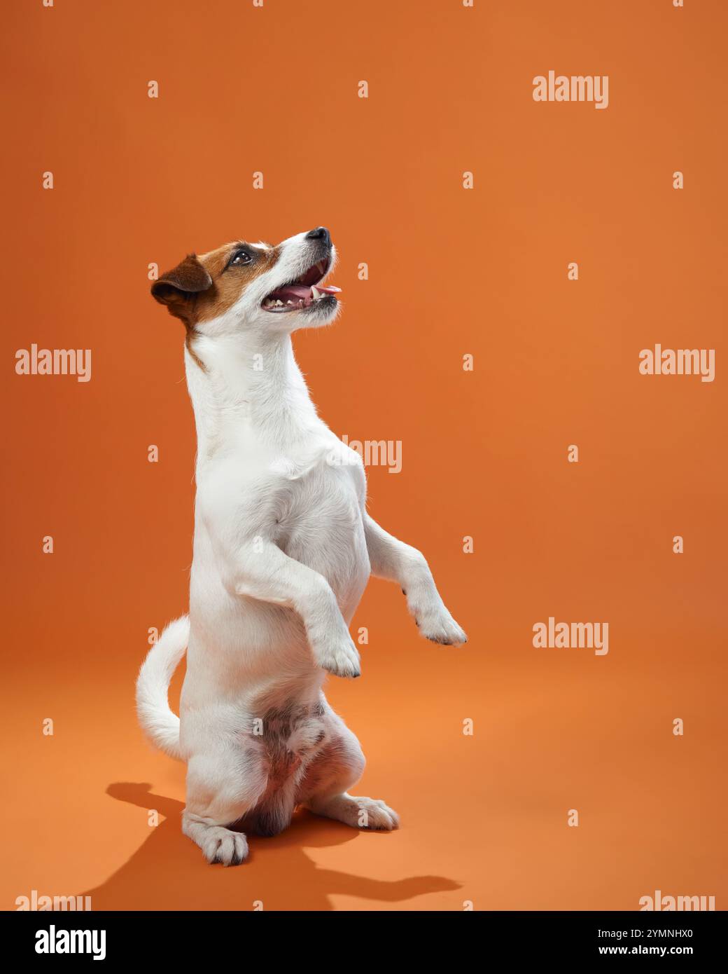 A playful Jack Russell Terrier standing on its hind legs, captured on ...