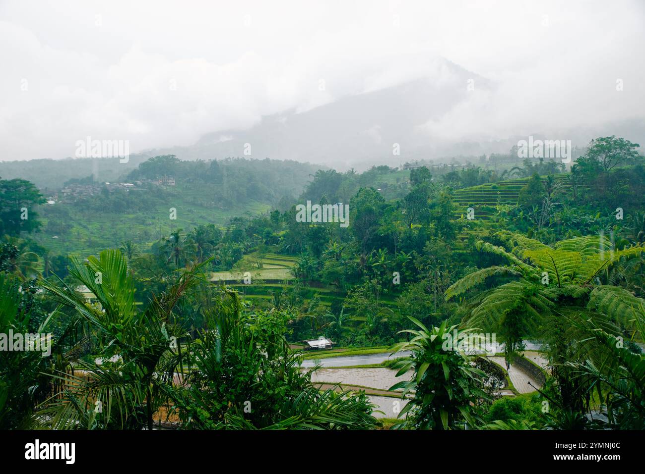 Aerial view of Mancingan rice fileds in Mancingan village, Ubud, Bali ...